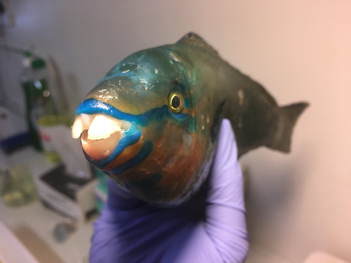 Parrot Fish Teeth