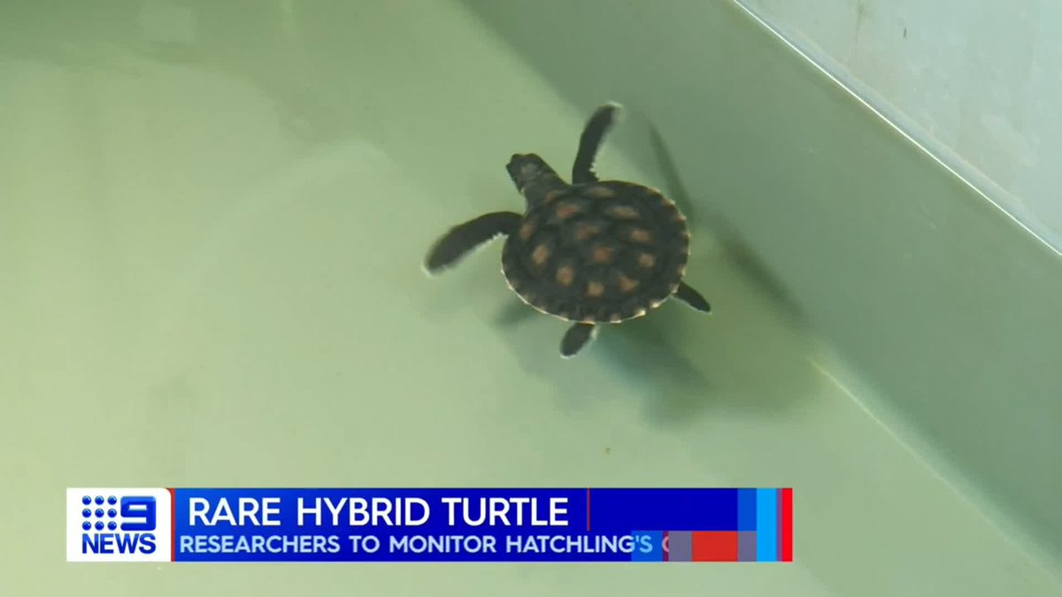 A rare hybrid sea turtle is the newest addition to a Sunshine Coast ...