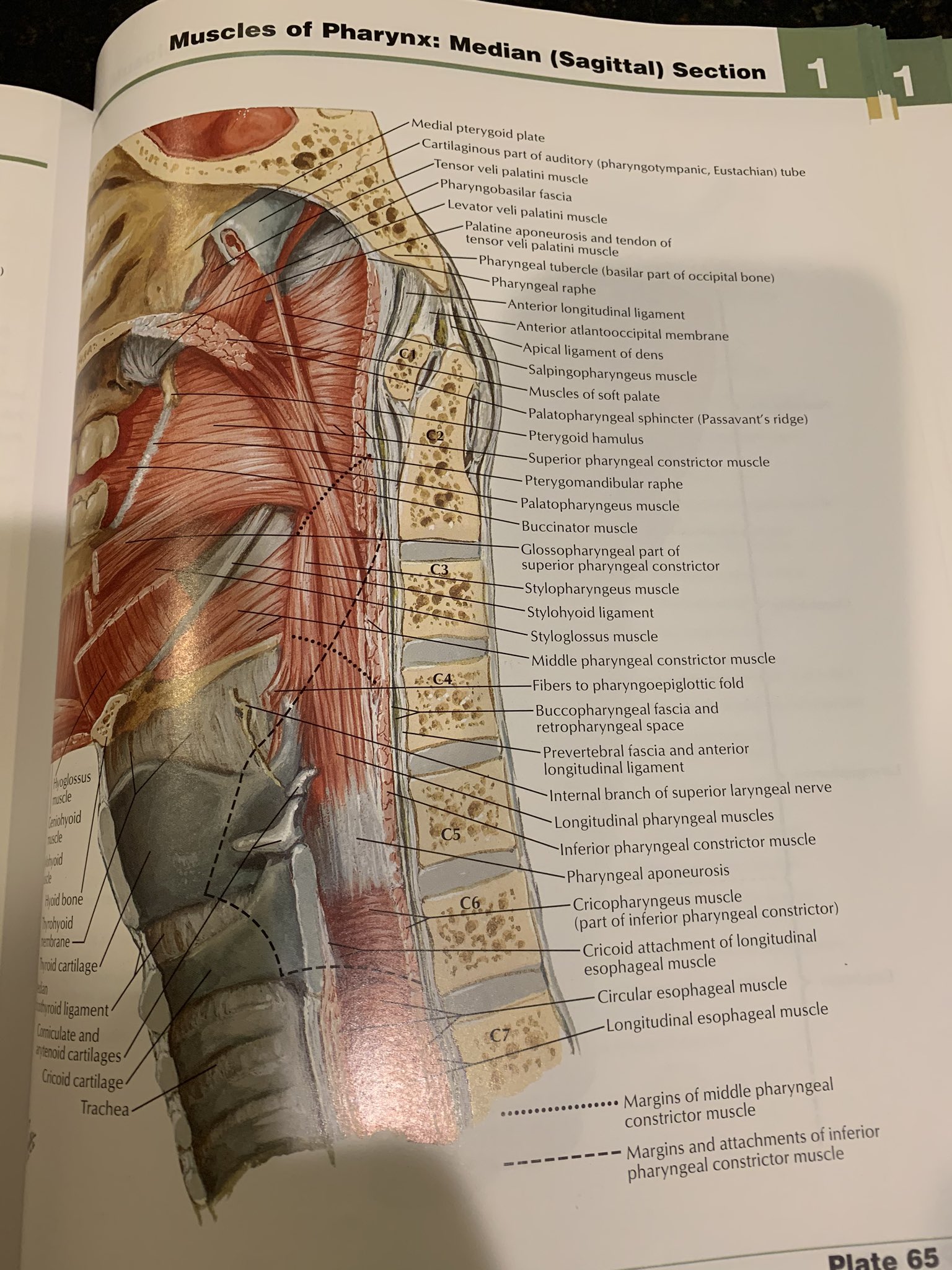 Longitudinal Muscles Of Pharynx