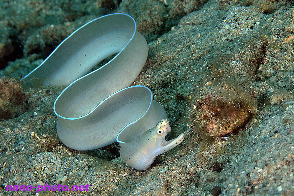 White Ribbon Eel