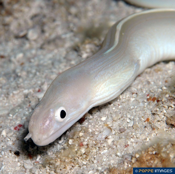 White Ribbon Eel
