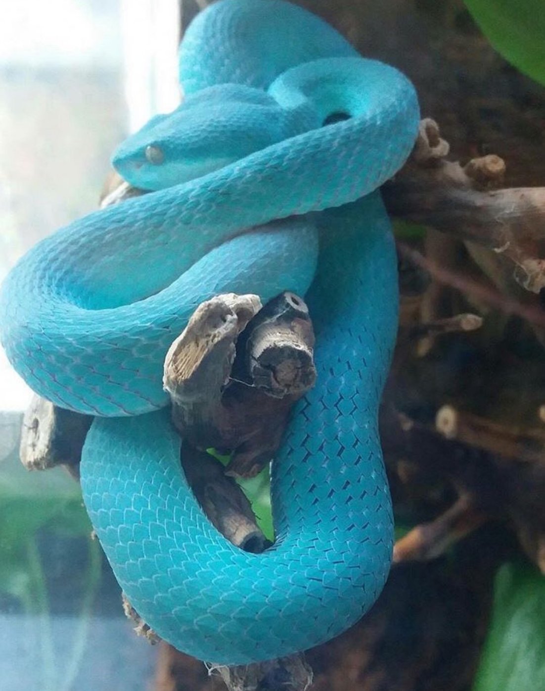 Blue Anaconda Snake A Giant Falls: Ana Julia Worlds Largest Snake