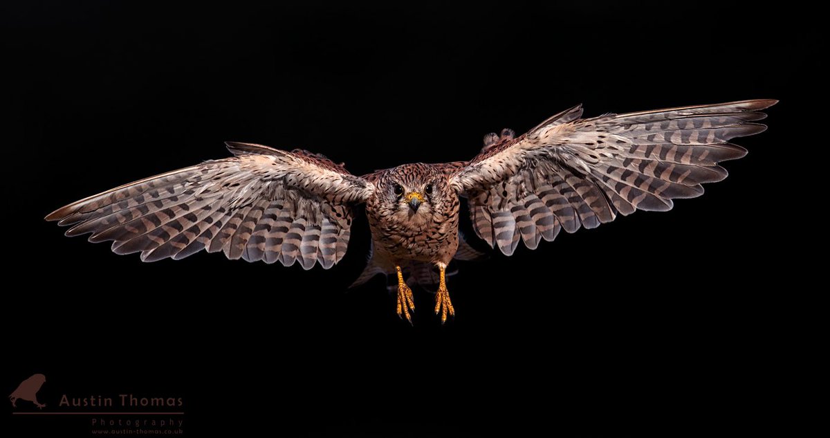 Austin’s Twitter Feed – Austin Thomas Photography