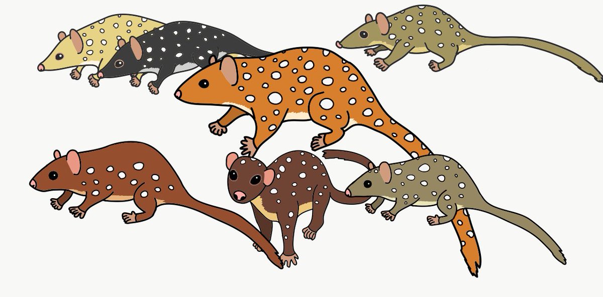 Quoll Cartoon