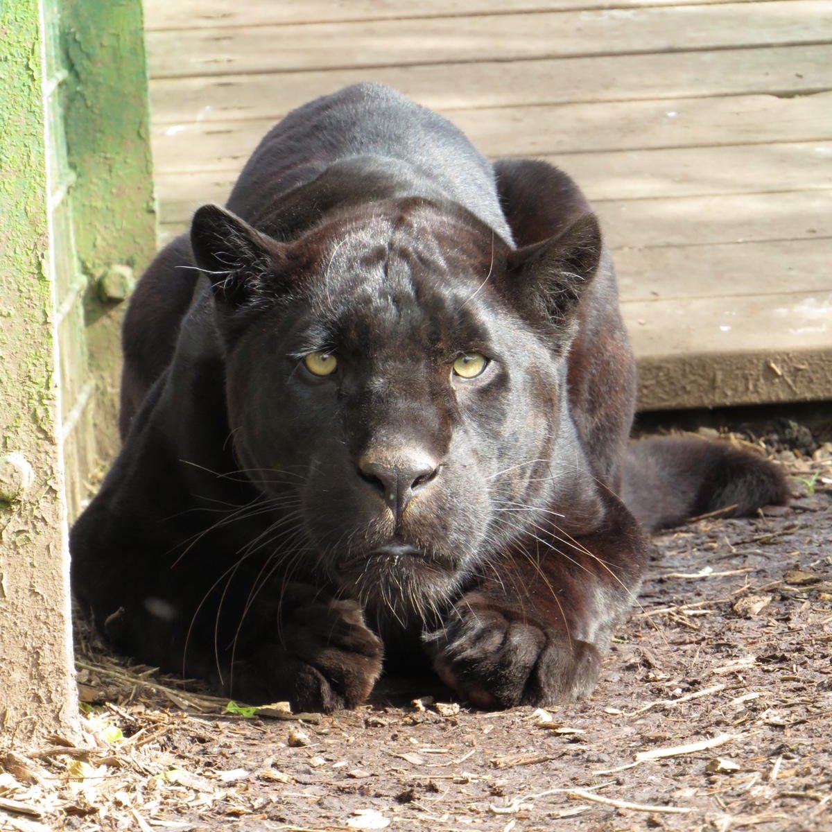 Black Panther Pounce