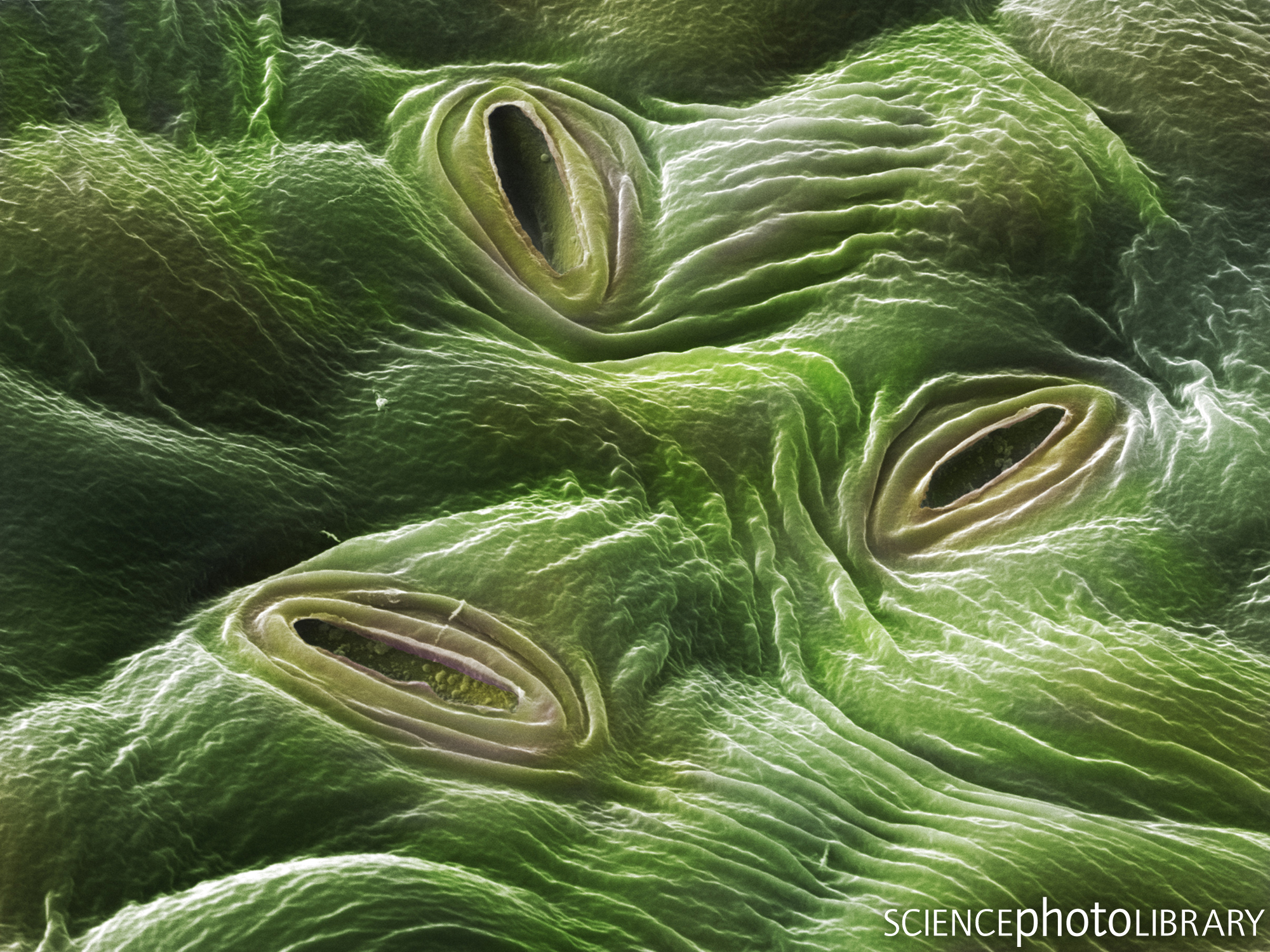 Plant Stomata Sem