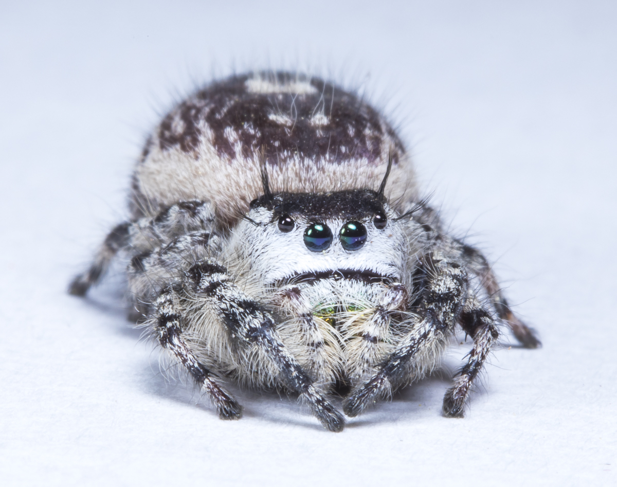 Phidippus Otiosus