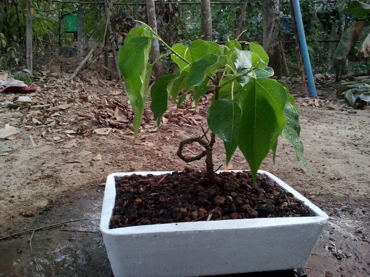 U Nay Myo Naing (@UNayMyoNaing1) | Twitter