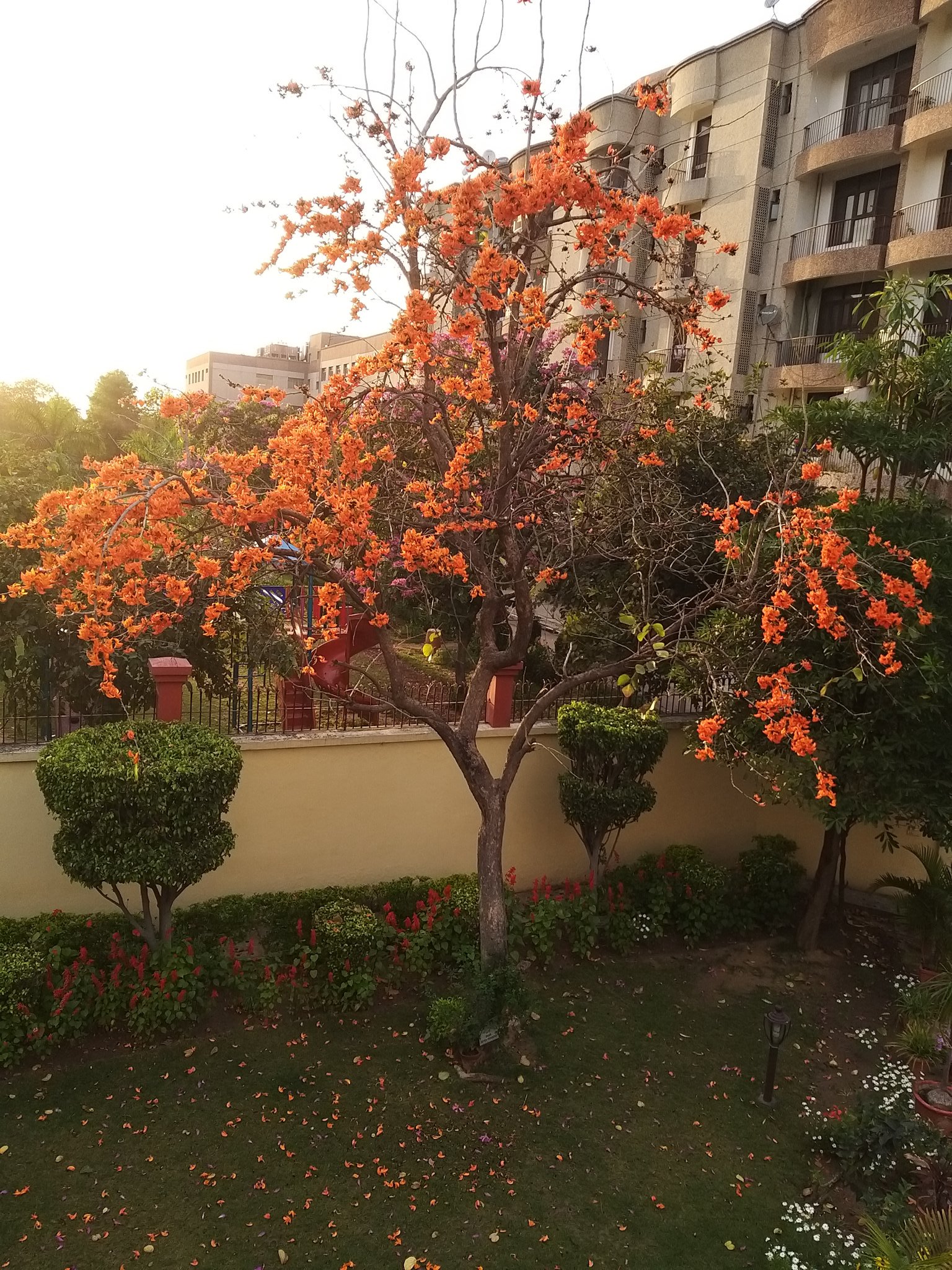 Palash Flower Garden