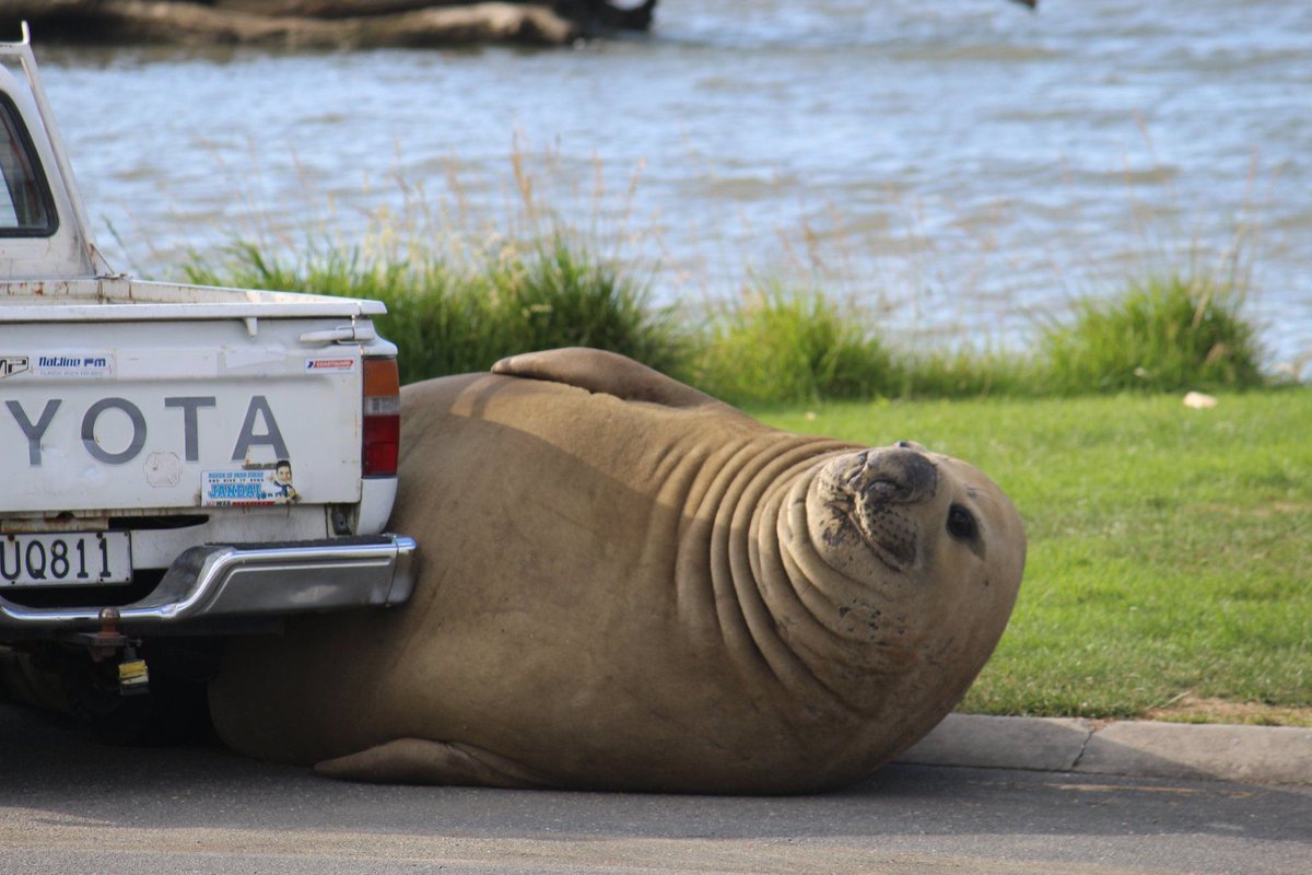 Elephant Seal Compared To Human