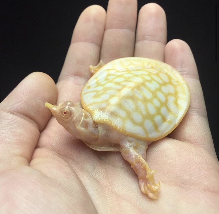 Baby Soft Shell Turtle