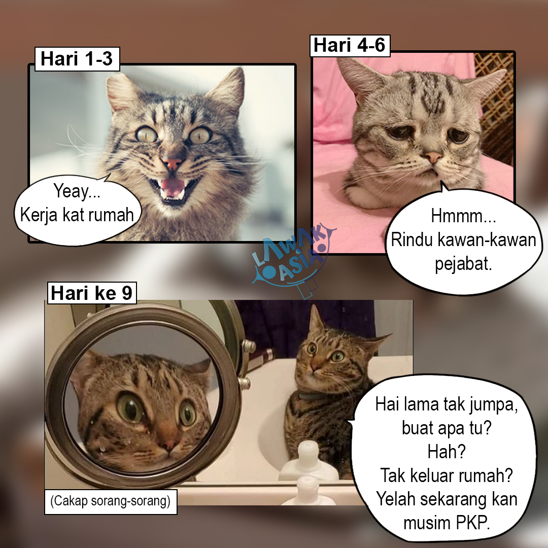 Kucing Buat Lawak