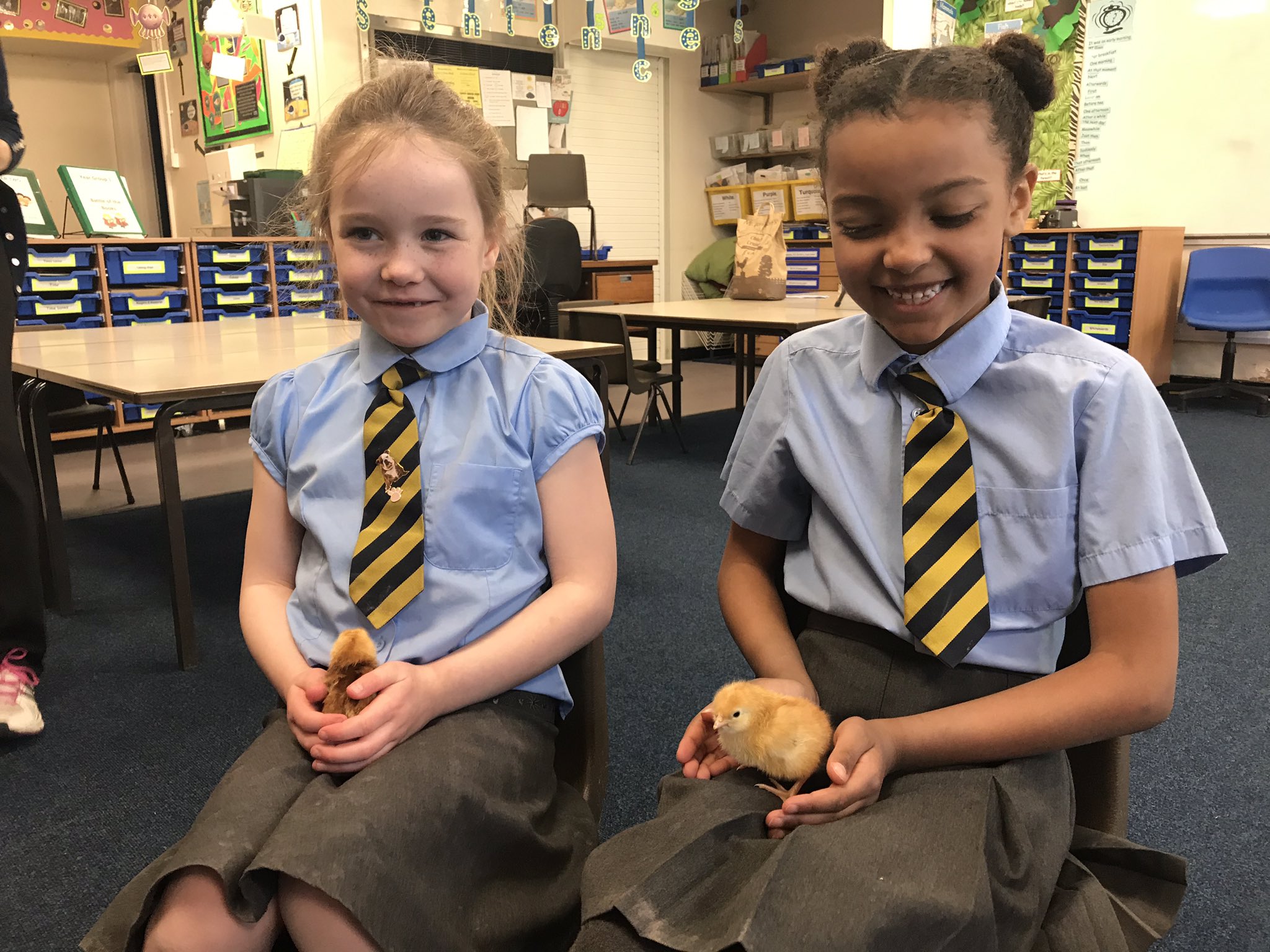 St Mary's CE on Twitter: "The chicks 🐣 have had some cuddles and have been named: Daisy, Twinkle ...