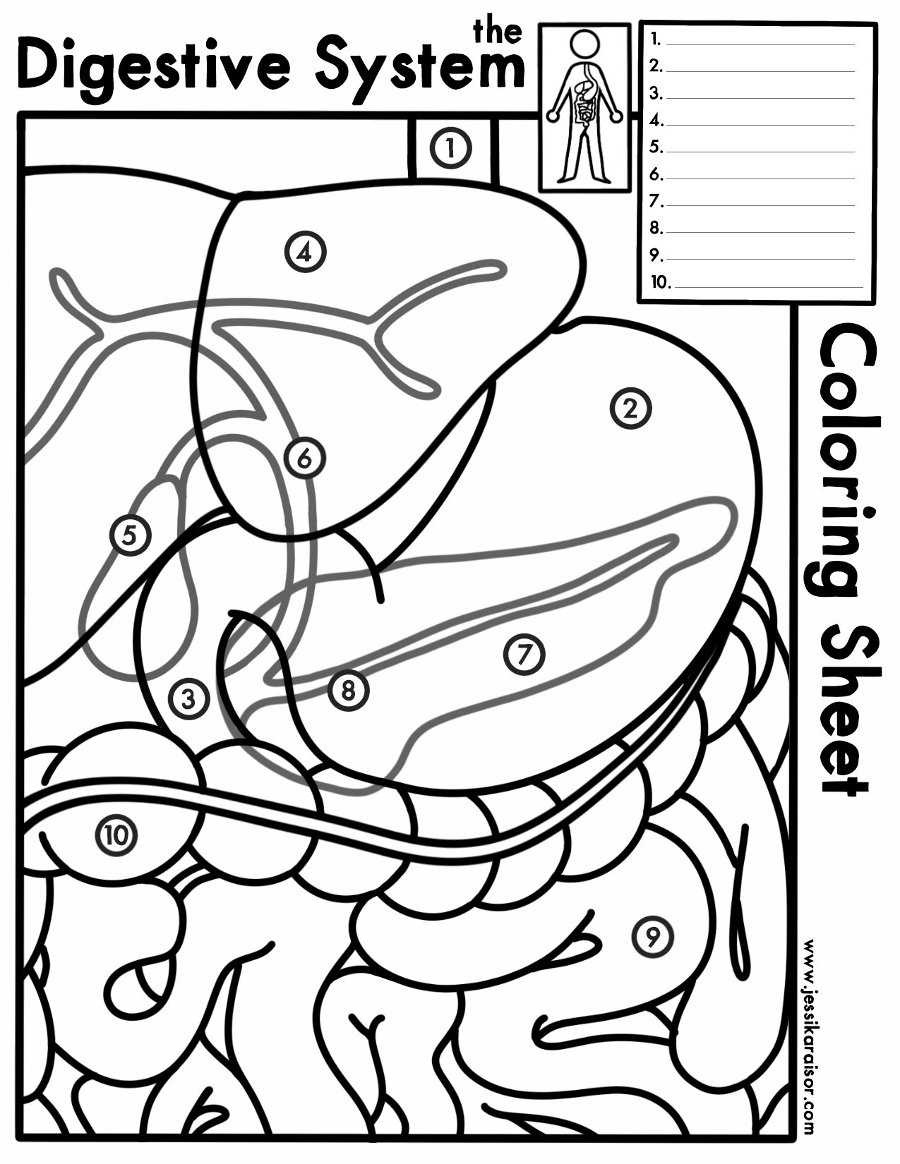 Digestive System Coloring Page Answers