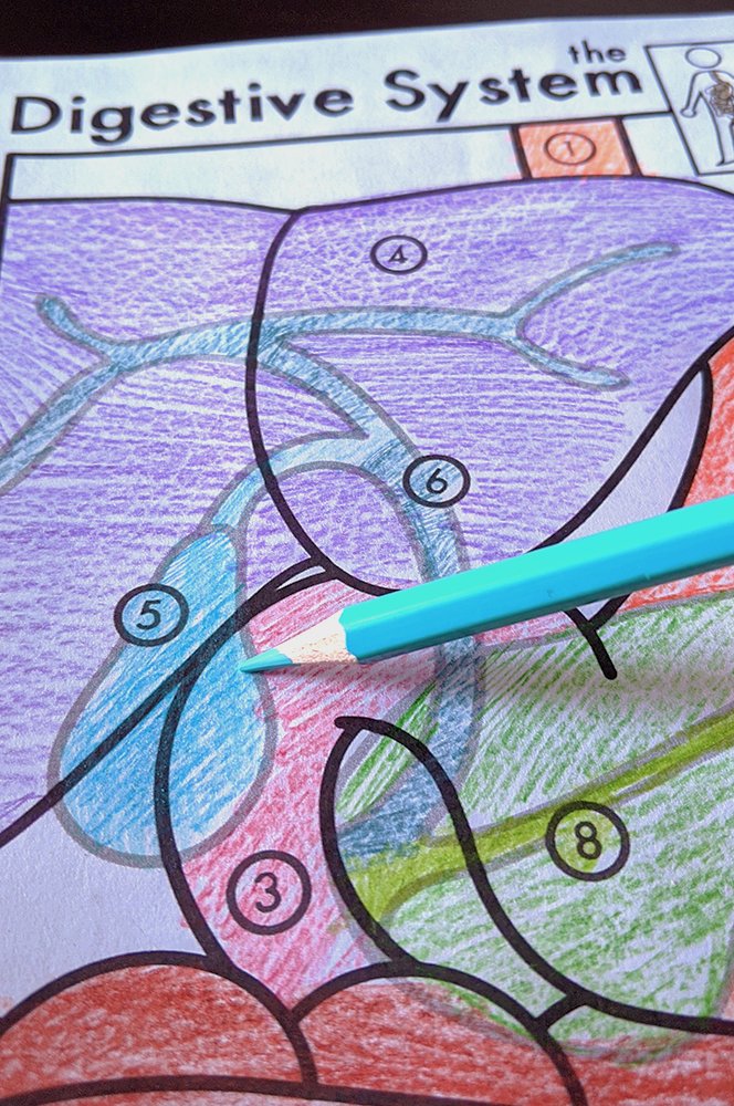 Digestive System Coloring Page