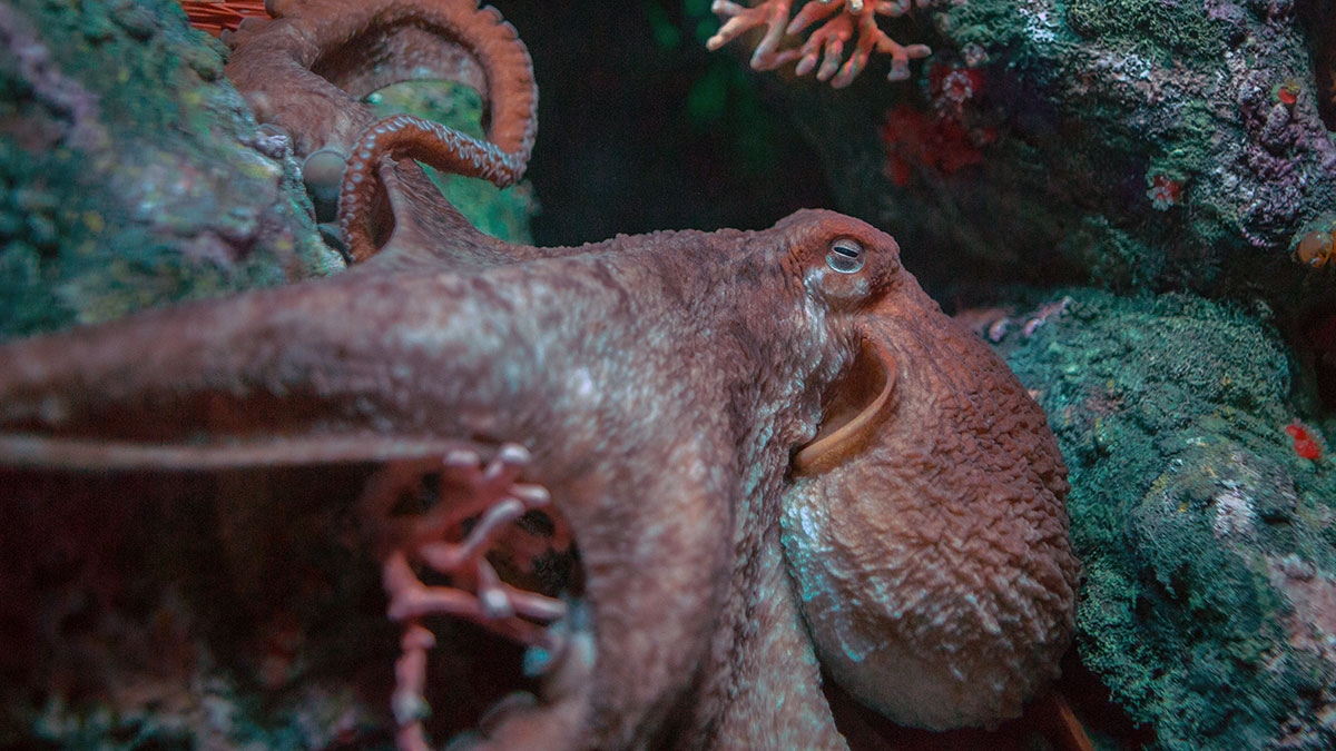 Giant Pacific Octopus Beak