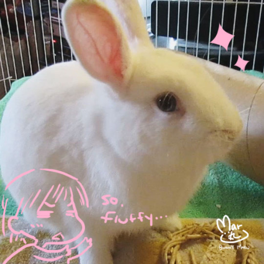 「Posting some of my old Maru stuff for his 6th anniversary~ X」Zelda ️٩ ...