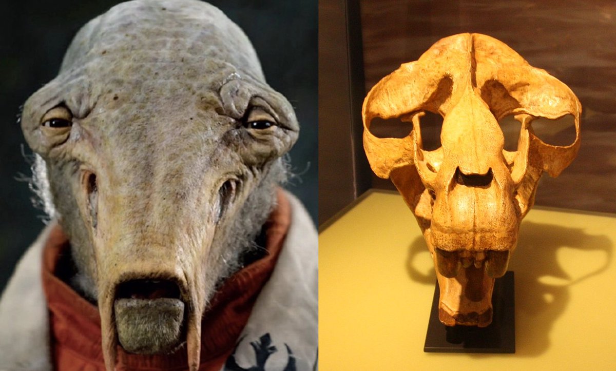 Elephant Skull Cyclops