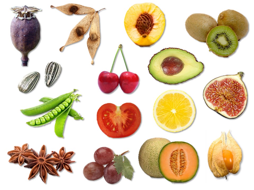 Angiosperm Fruit