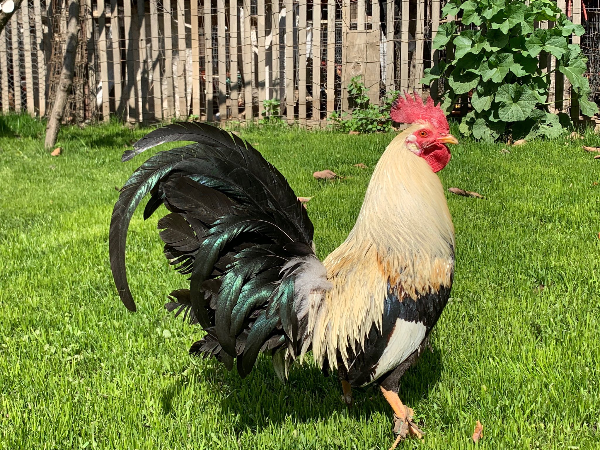 Madigan Grey Gamefowl