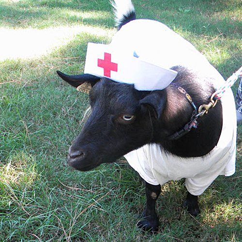 Nurse Hat On Goat