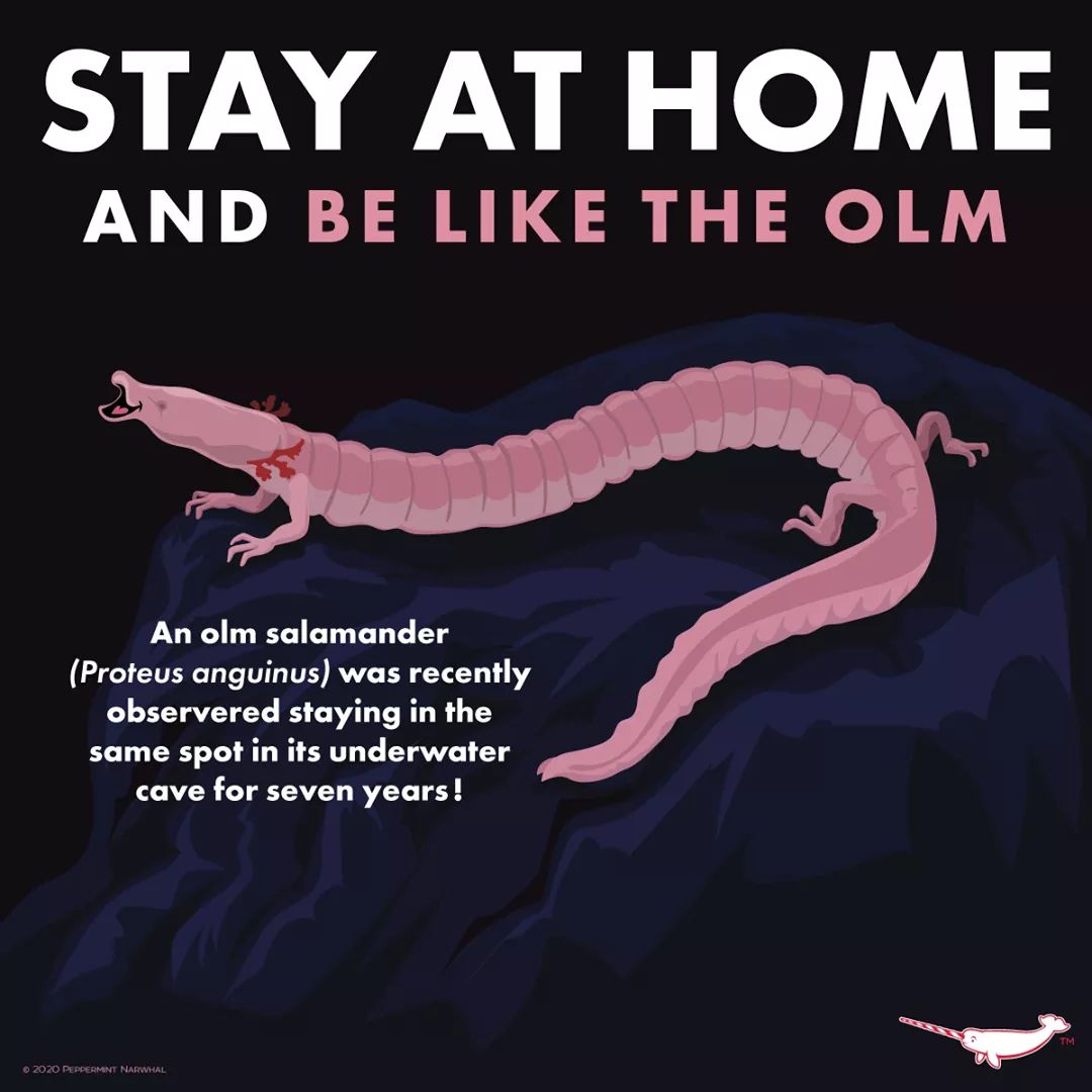 Olm