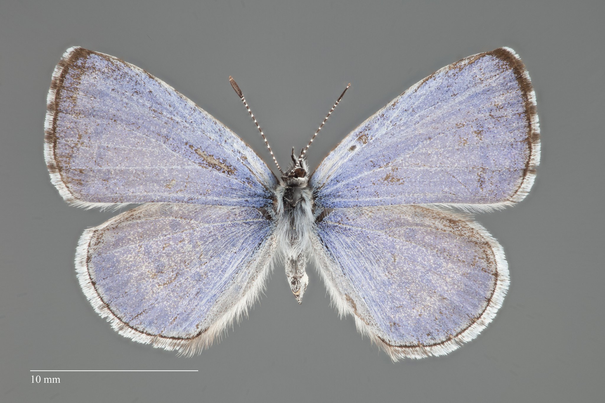 Spring Azure Butterfly