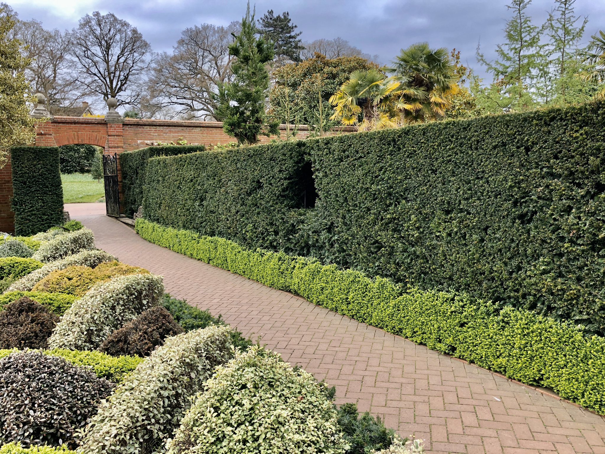 Low Yew Hedge