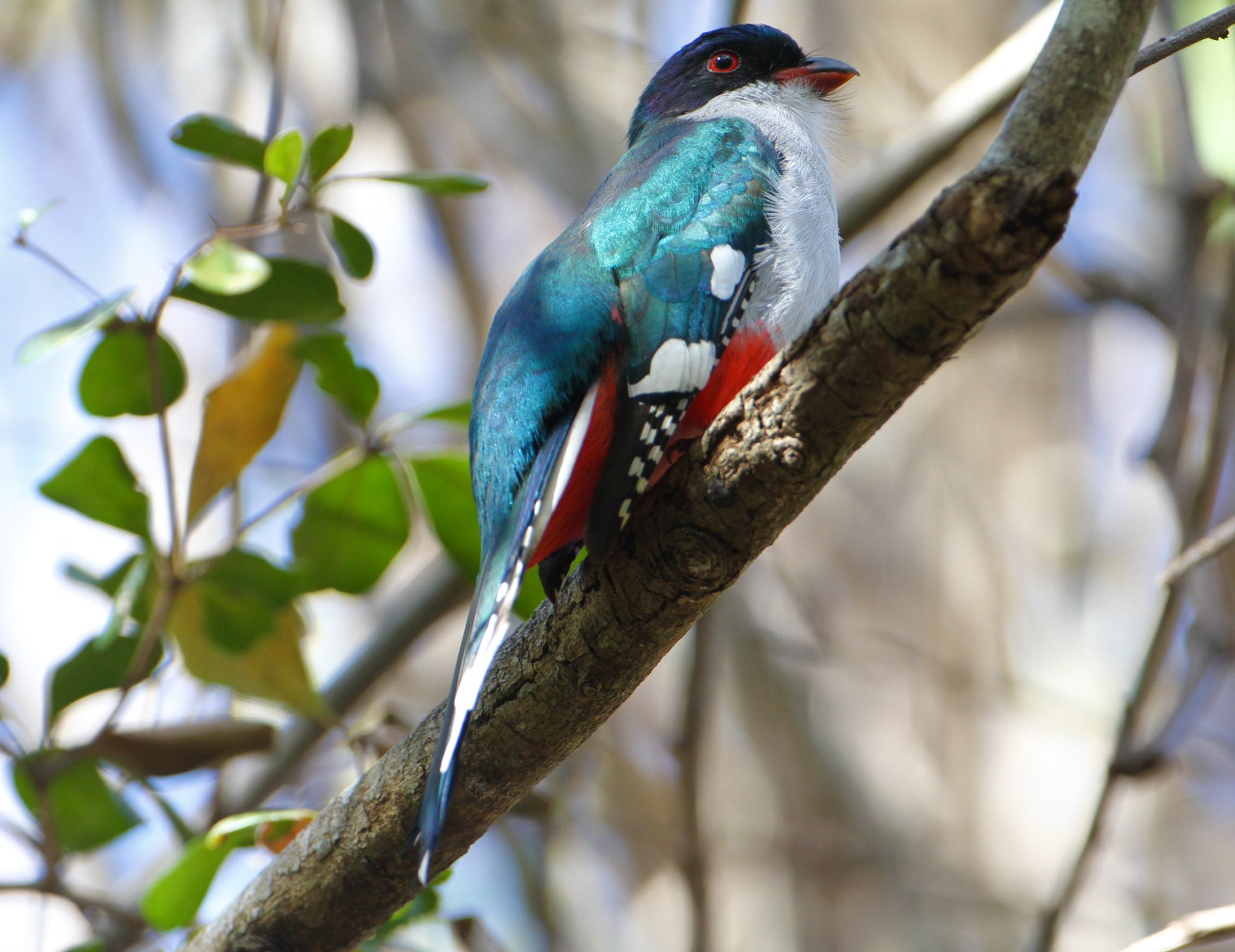 Cuban Trogon Bird