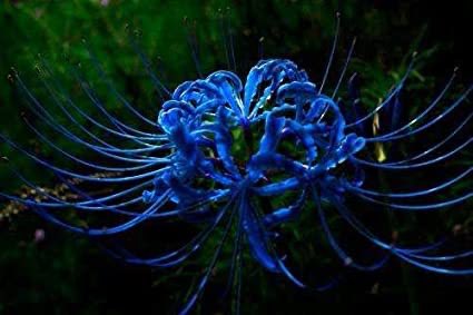 Blue Spider Lily Kimetsu No Yaiba Wiki Fandom, 48% OFF