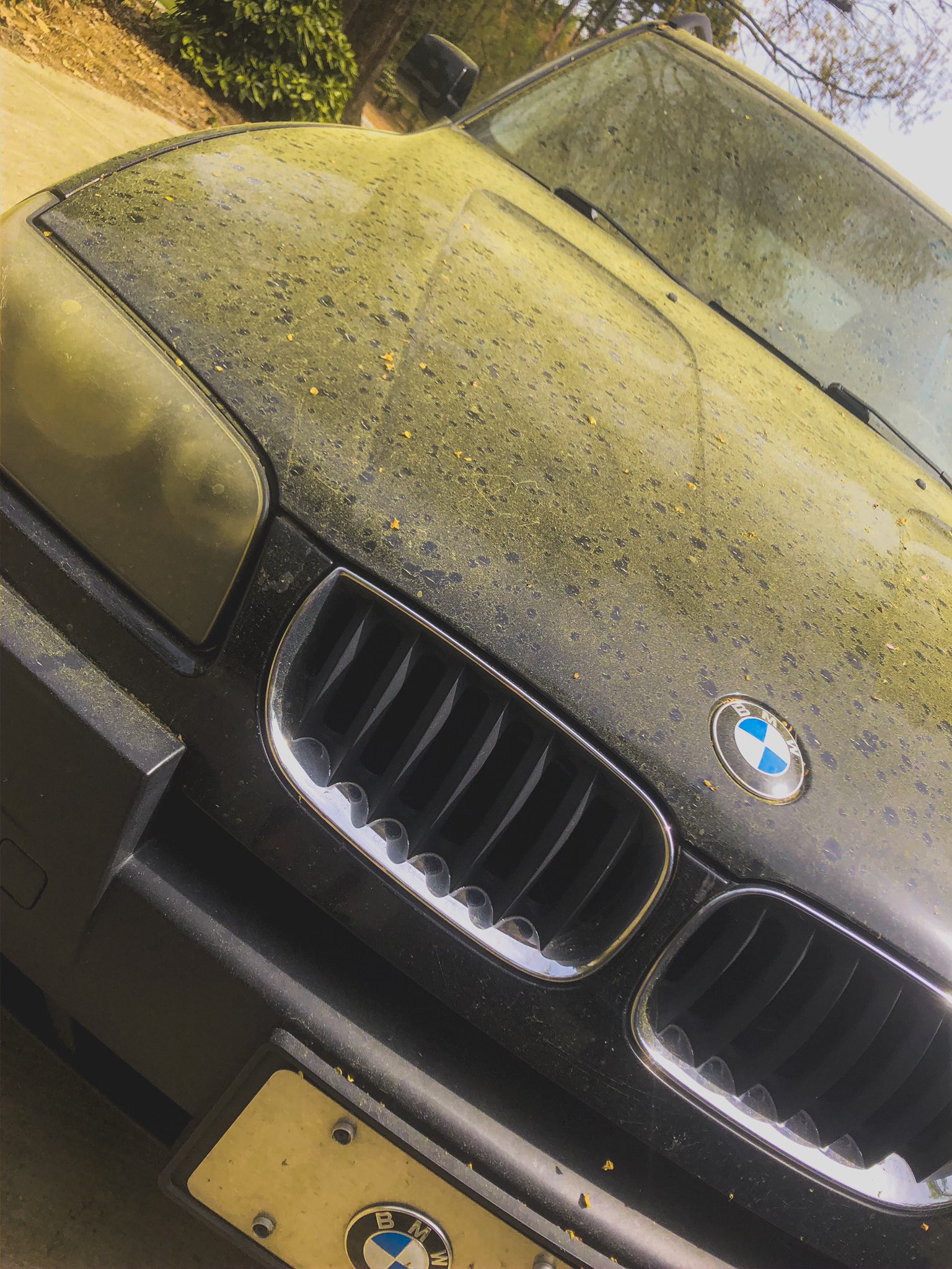 Tree Pollen On Car