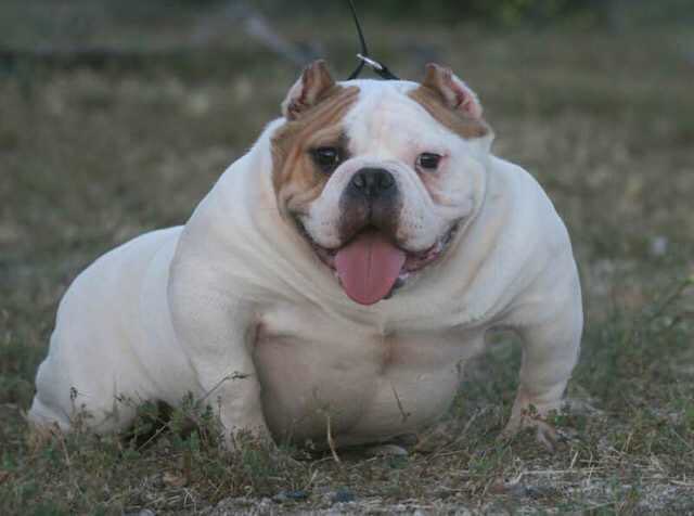 Are Bulldogs Inbred