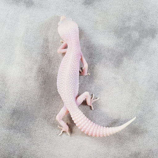 Super Snow Blazing Blizzard Leopard Gecko