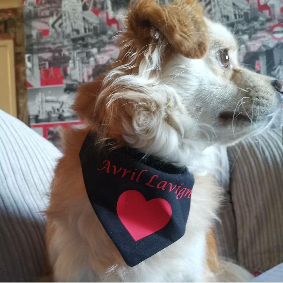 Avril Lavigne Dog