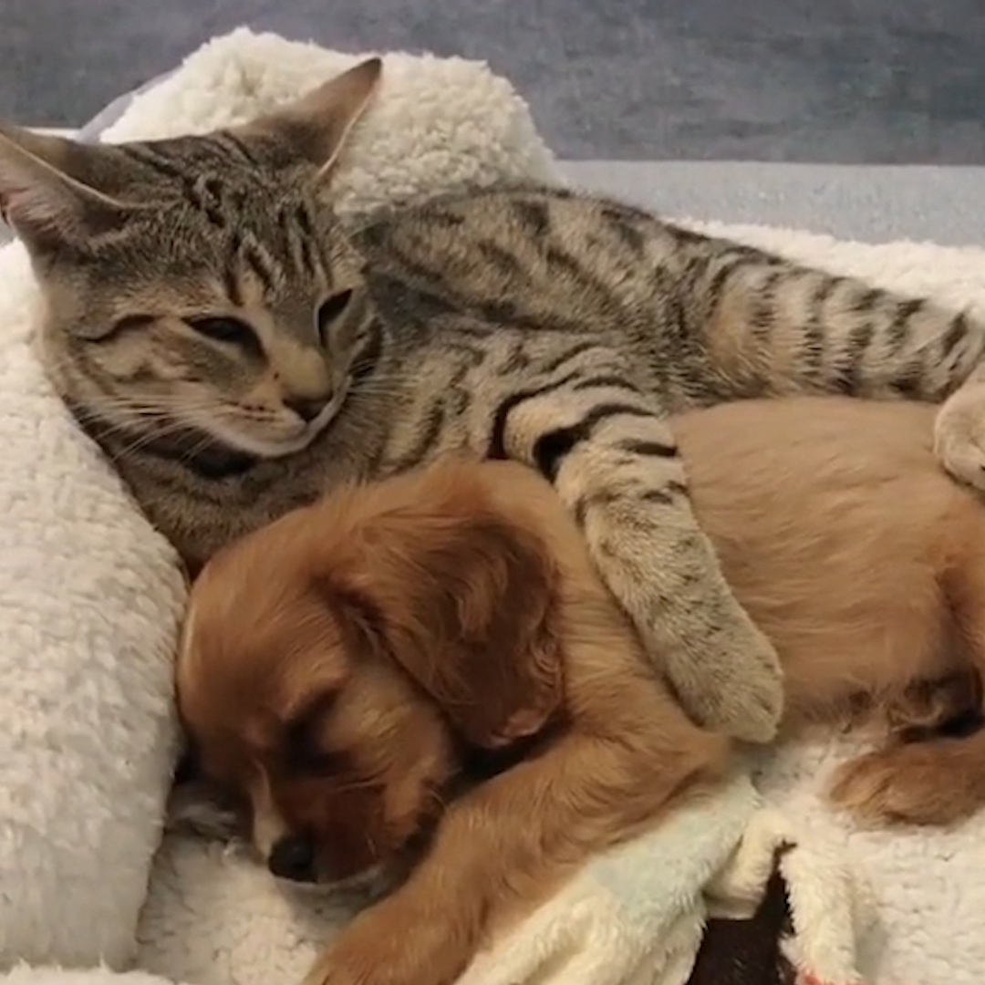 Cat And Dog Cuddling
