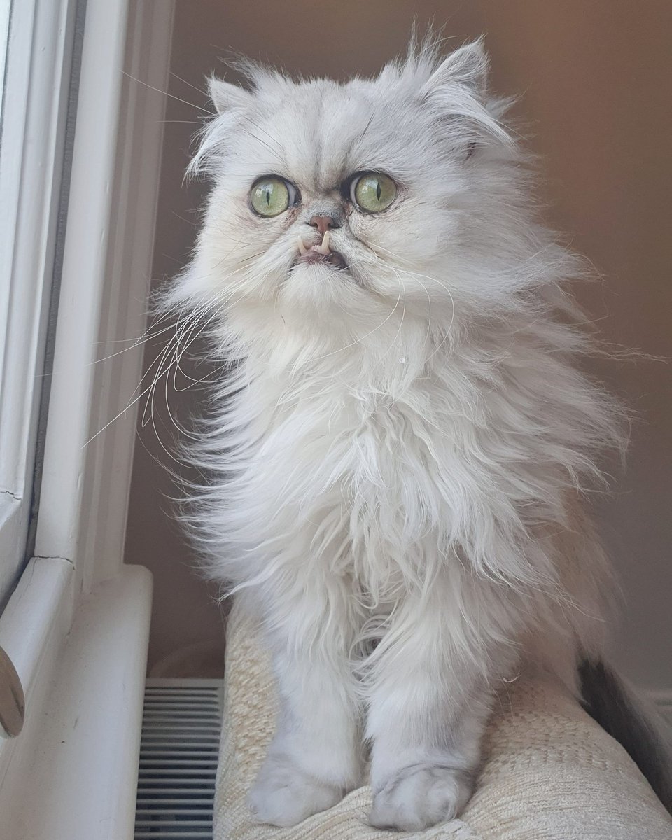 Wilfred Warrior @wilfred_warrior Timeline, The Visualized Twitter ...