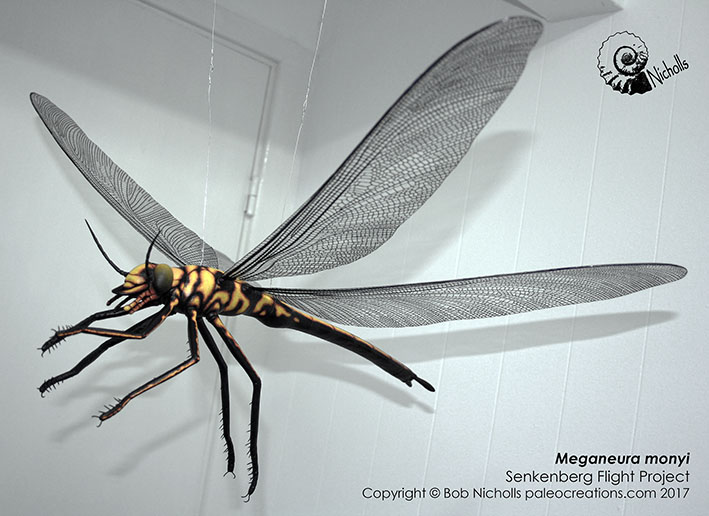 Meganeura Size