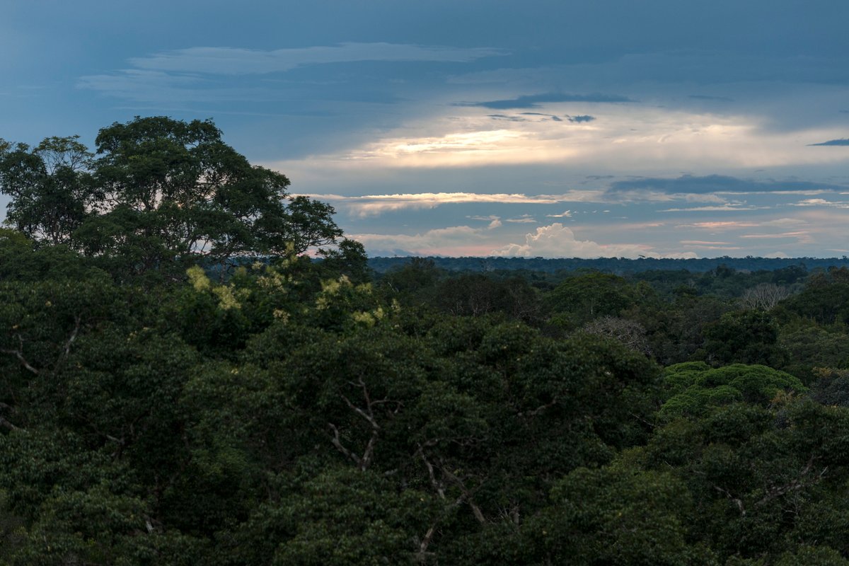 Publications | ATTO - Amazon Tall Tower Observatory