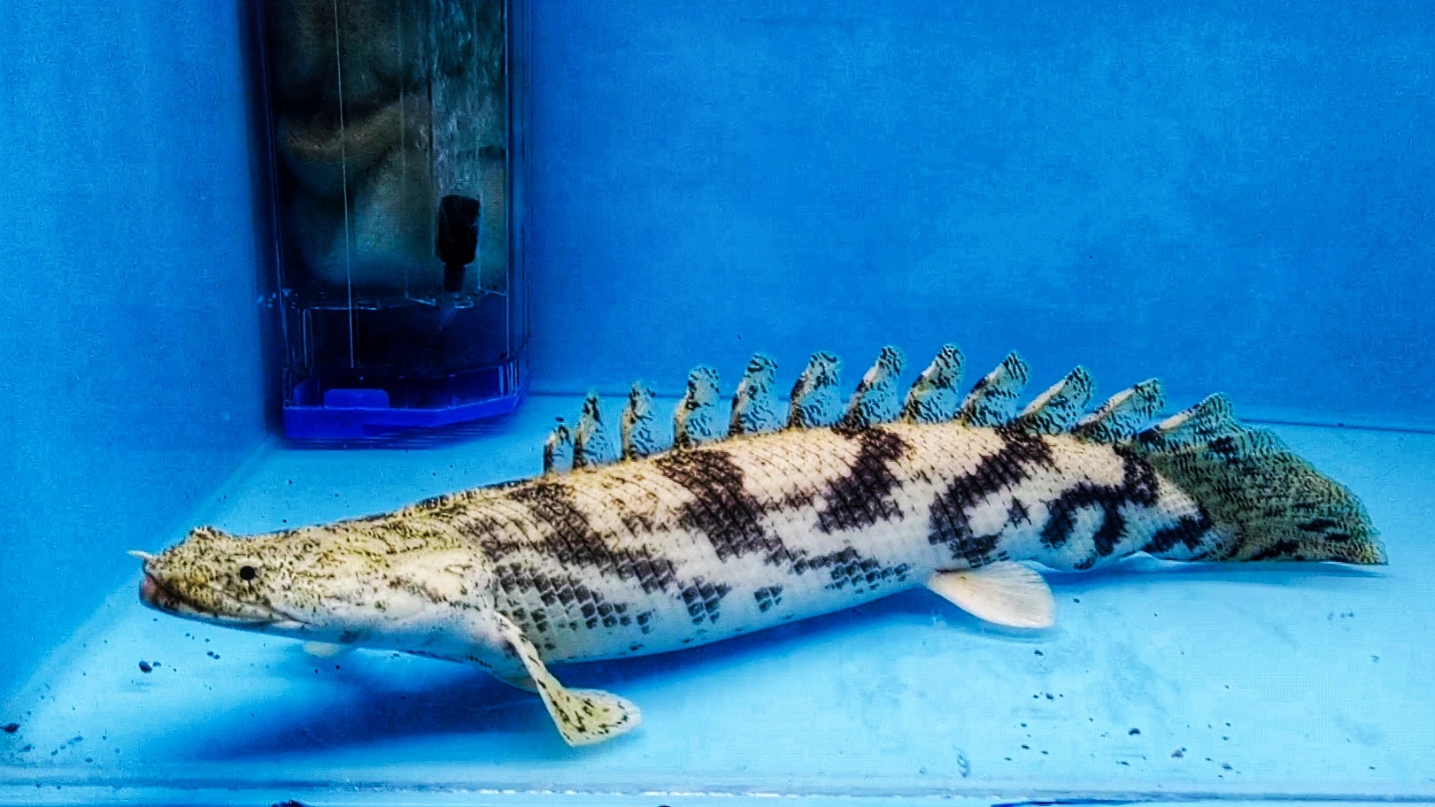 Polypterus Endlicheri