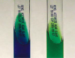 Pseudomonas Aeruginosa Agar Slant