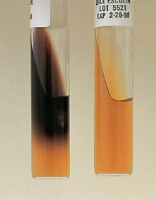 Bile Esculin Test