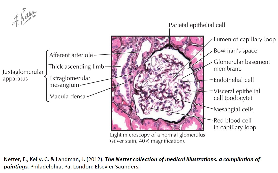 Células Mesangiales Extraglomerulares
