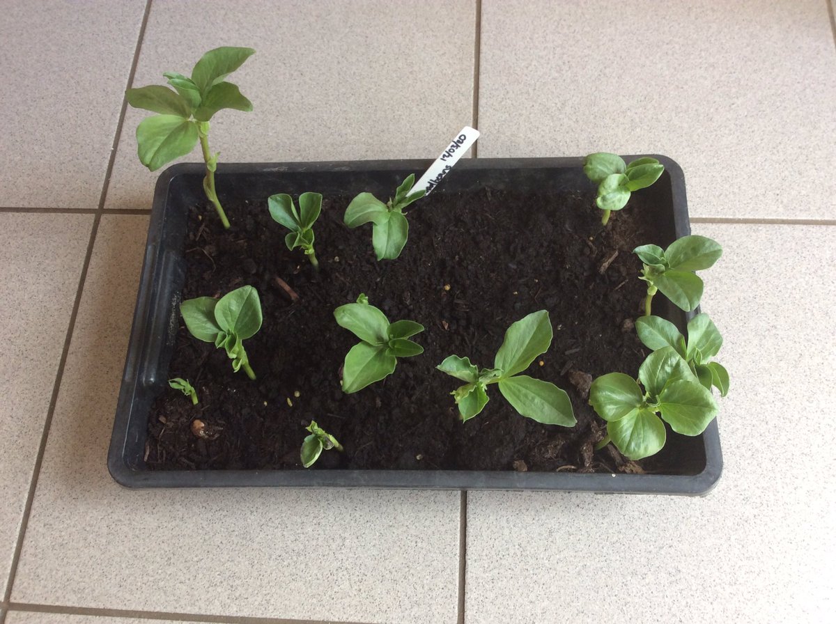 Shortstown Primary School