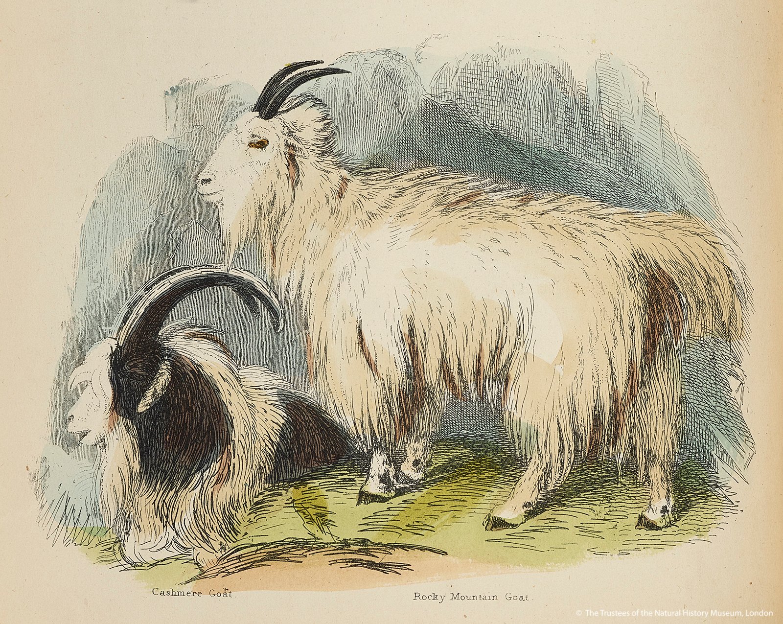 Cashmere Goat Drawing