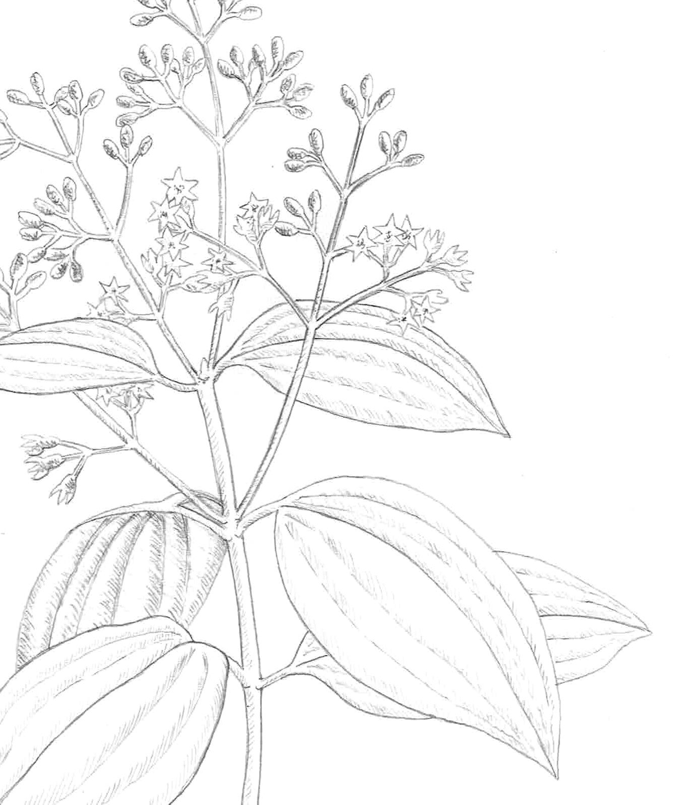 Cinnamon Plant Drawing
