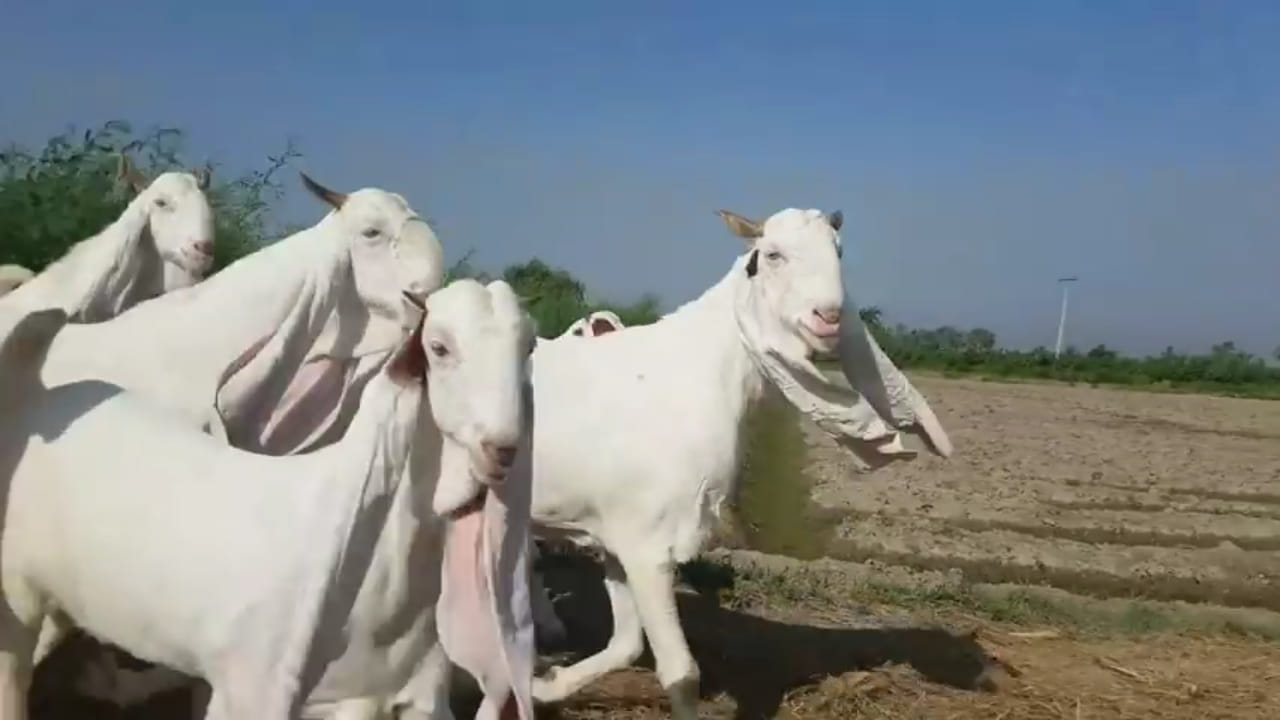 Gulabi Goats