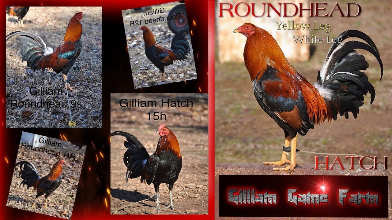 Roundhead Rooster