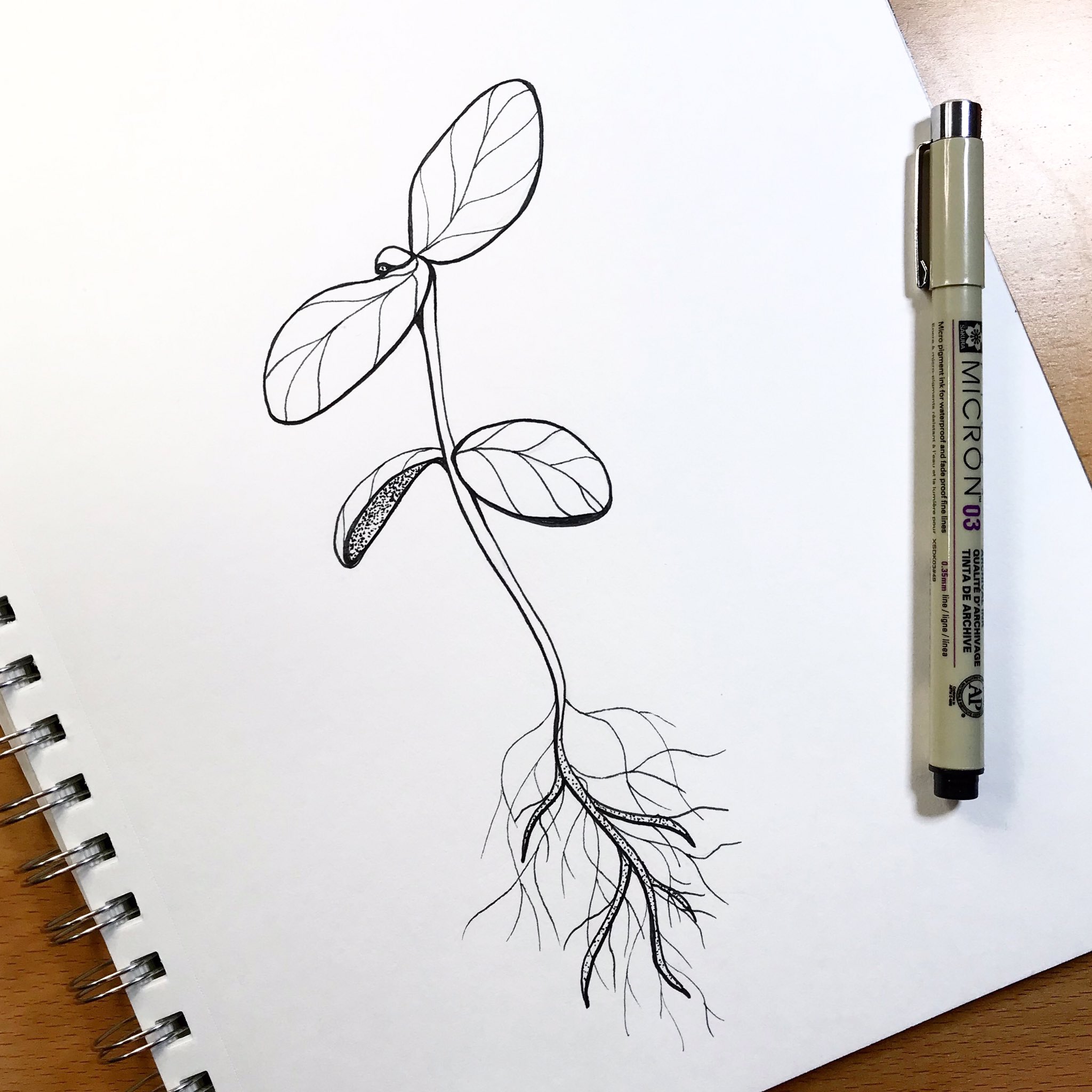 Seed Sprouting Drawing