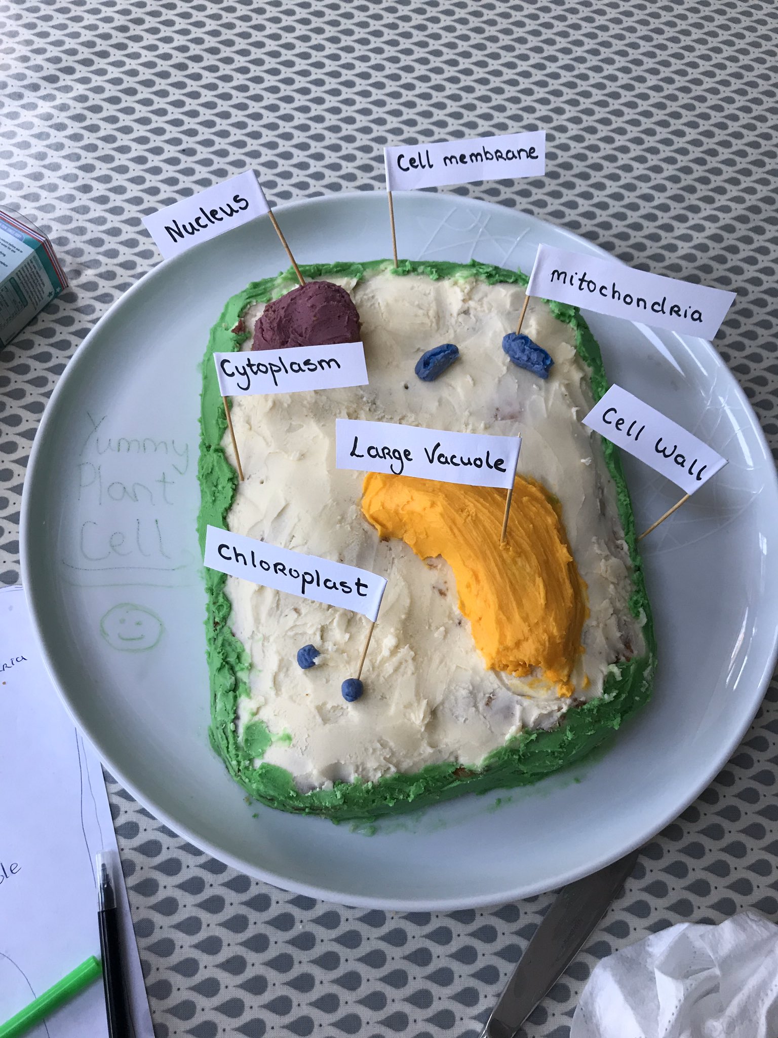 Animal Cell Model Project Food