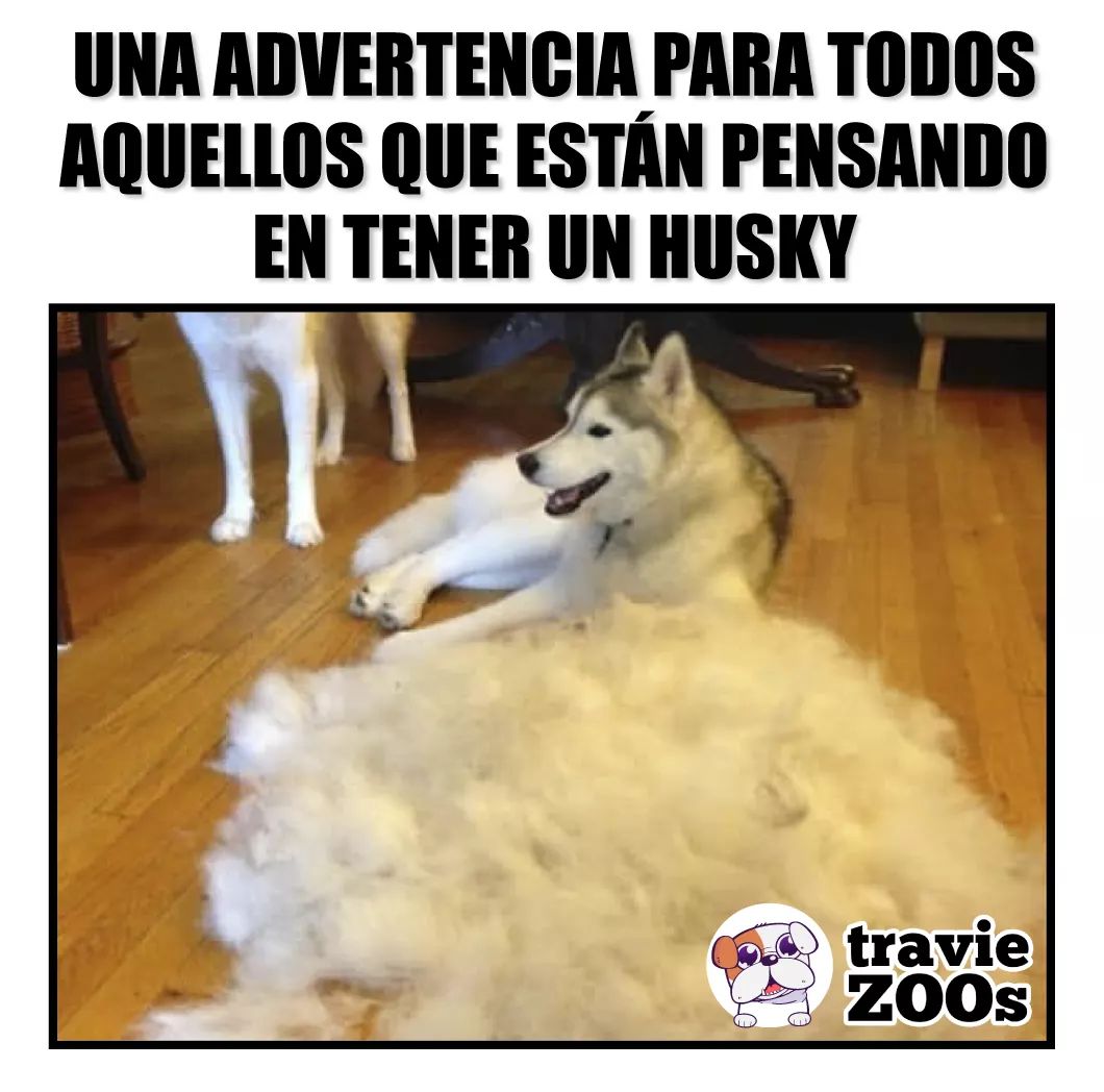 Memes Del Perro Siberiano Club Mexicano Del Husky Siberiano